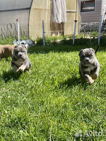 Американский булли супердети