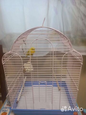 Волнистый попугай с клеткой молодой самец