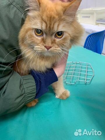 Кошка ищет дом