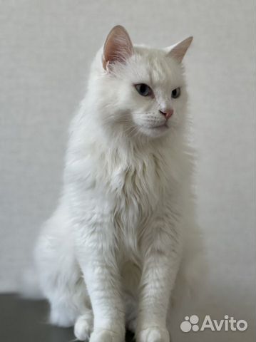 Закрывается приют