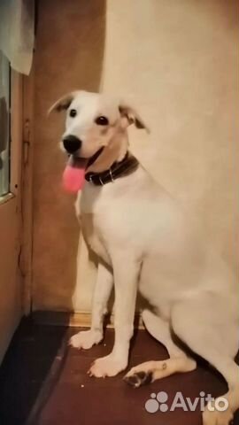 Собаки бесплатно