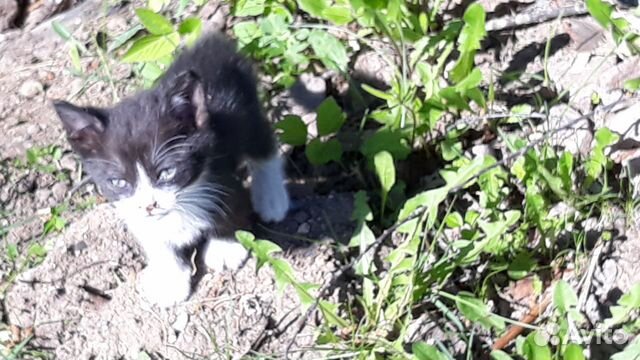 Котята бесплатно