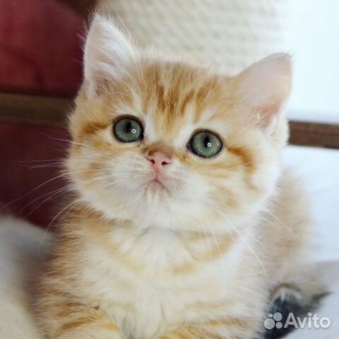 Прелестная кошечка золотая шиншилла