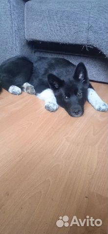 Помесь хаски и лайки