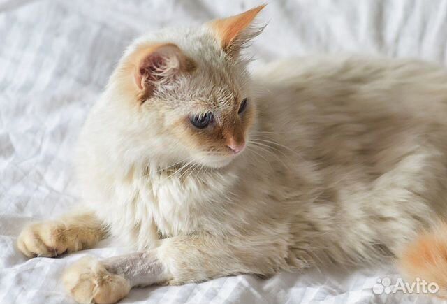 Молоденький красивый котик