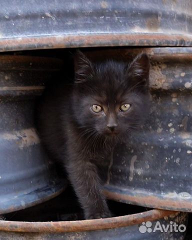 Серьезный черный котенок Марс, 2.5 мес