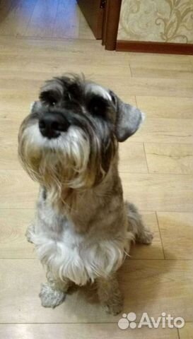 Мительшнауцер