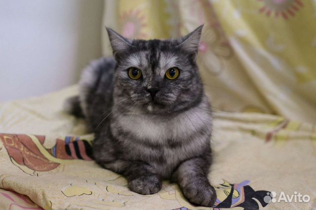 Кошка в дар