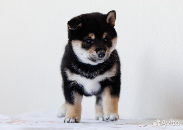 Продаётся щенок Сиба Ину