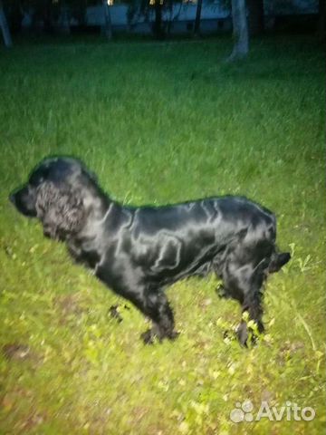 Русский спаниель, обученный для квартиры