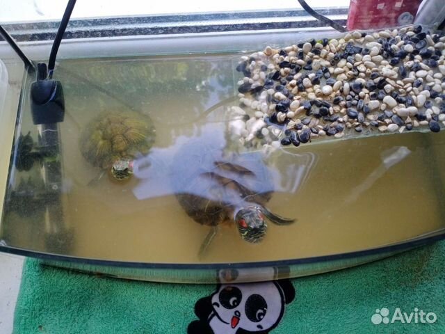 Красноухие черепахи