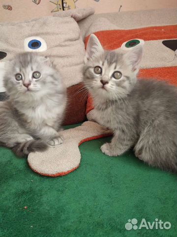 Шотландские котята