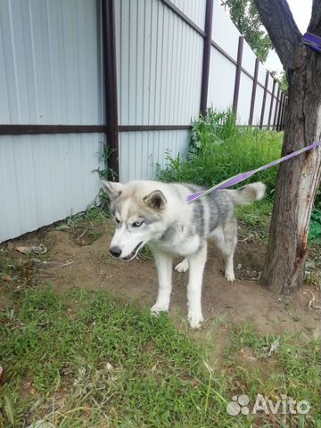 Хаски щенок мальчик в добрые руки