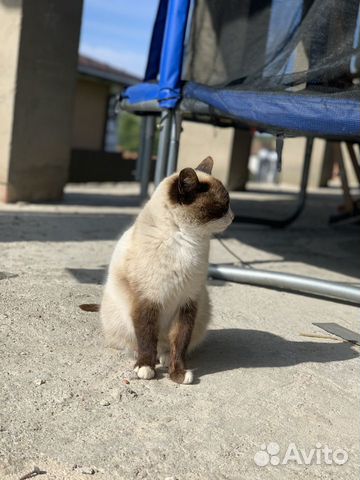 Отдам котят в хорошие руки