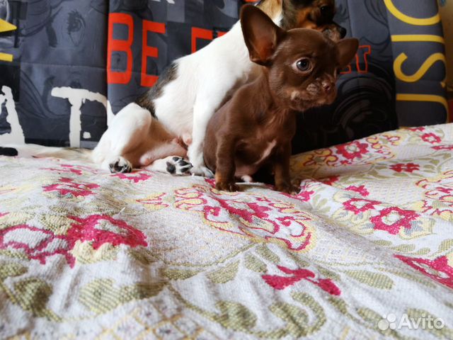 Шоколадный малыш Чихуахуа д.р. 22.02.2022 г