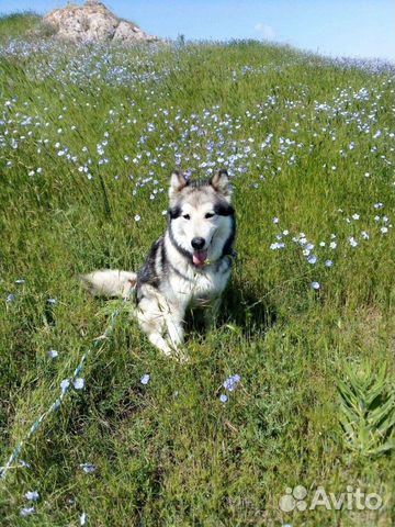 Аляскинский маламут