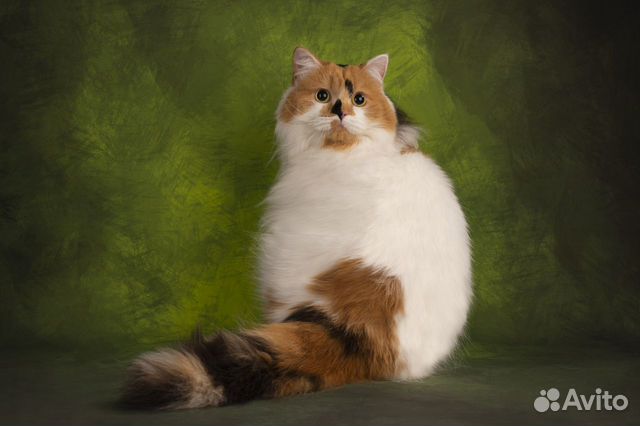 Шотландская кошка страйт