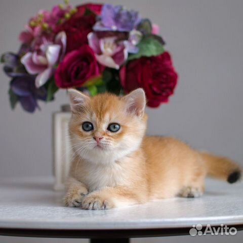 Британкая короткошерстная девочка