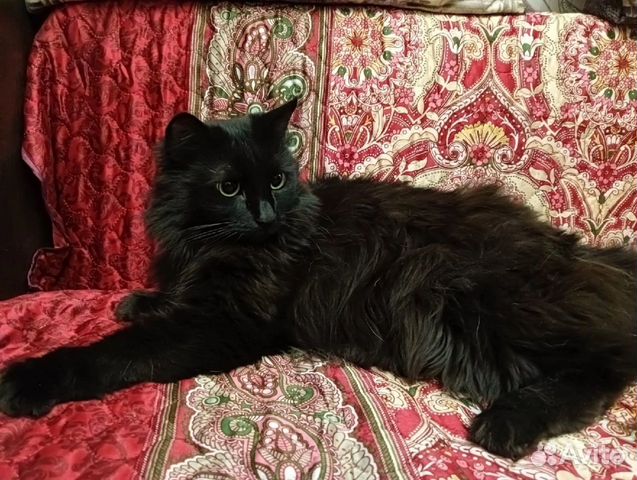 Фурия