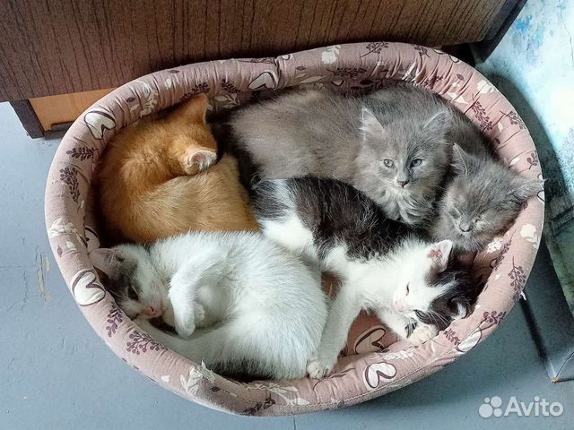 Котята и кошки в добрые руки