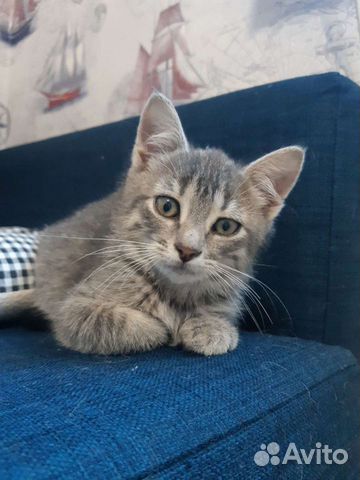 Дымок, котенок