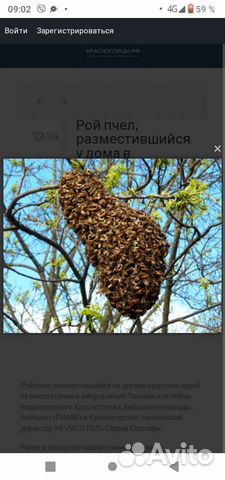 Сниму рой пчел бесплатно