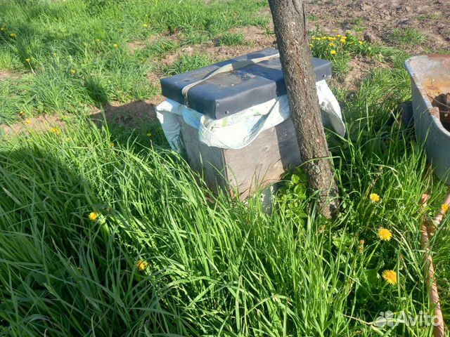 Пчелы, отводки