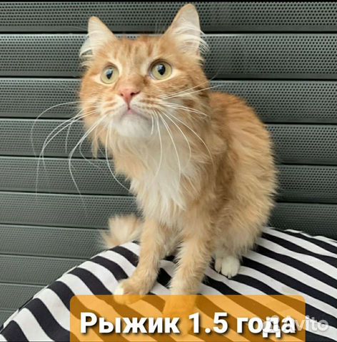 Рыжий кот