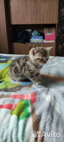 Шотландская котята
