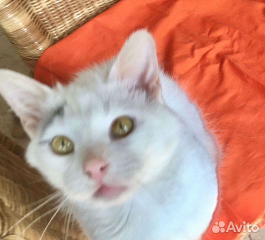 Ласковый, молодой котик Зефир в добрые руки