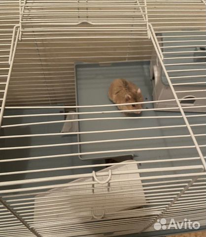 Отдам хомяка с клеткой