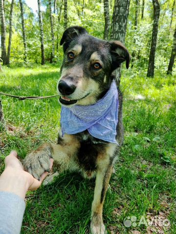 Супер позитивный пёс ждёт свою семью