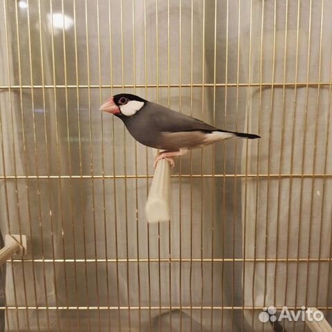 Пара рисовых амадин