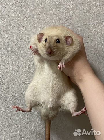 Добродушные мальчики