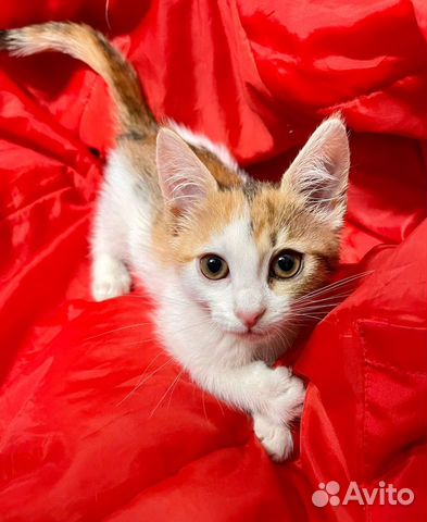 Котята в добрые руки бесплатно