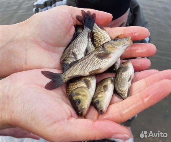 Мальки карпа для зарыбления