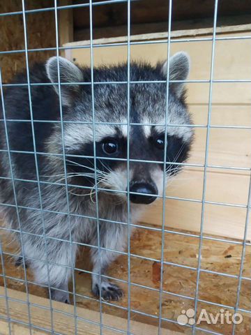 Енот, еноты