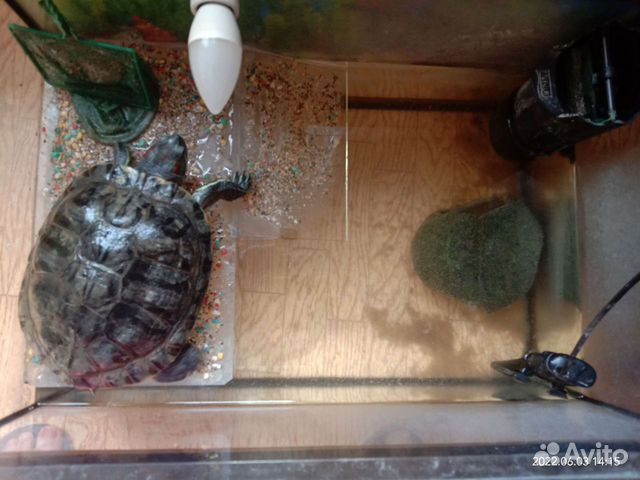 Красноухая черепаха с аквариумом