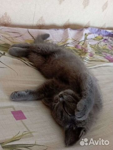 Отдам в добрые руки малыша британчика