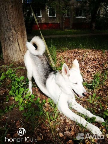 Метис овчарки и хаски