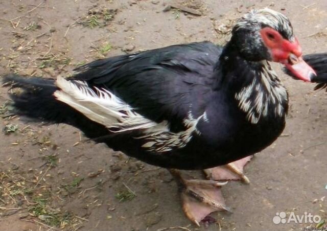 Индоутаки, индоутки,петухи