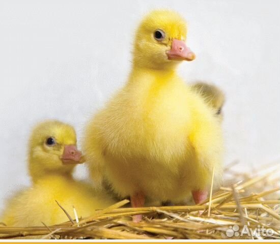 Суточные гусята и утята