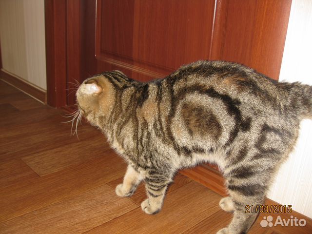 Котята британцы