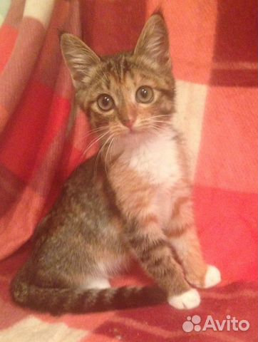 Плюшевая мини - дама - котенок в добрые руки