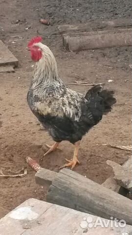 Продаю петухов породных