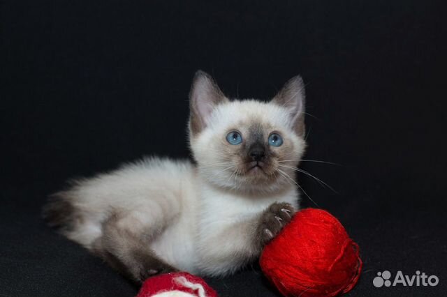 Кошечка Холли - 5 мес. Полностью готова к переезду