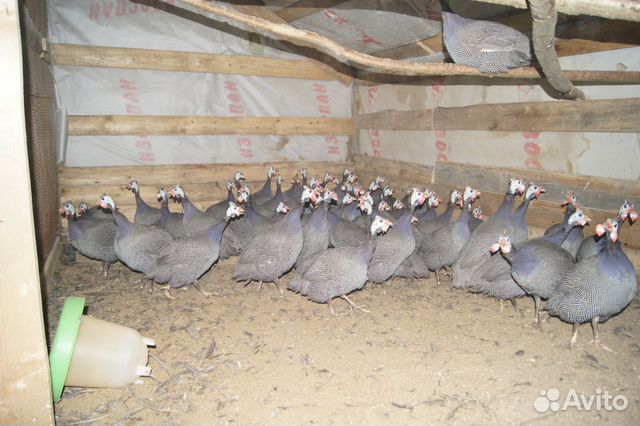 Цесарки 2, 3, 4, 5,6,7,8,9,10месяцев
