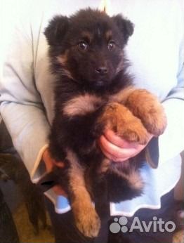 Милый, игривый мальчишка - щенок в добрые руки