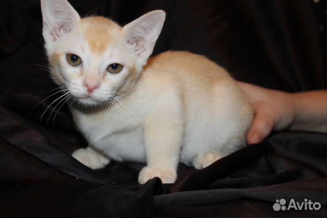 Красный мальчик Европейской Бурмы