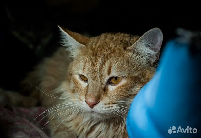 Рыжий, чудесный кот Маркс в добрые руки